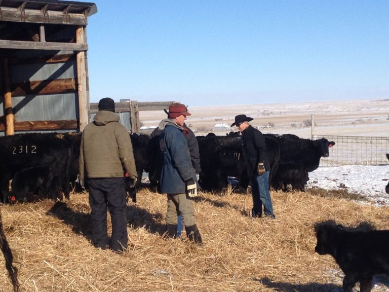 Midland Bull Test Consignment Selection - Midland Bull Test