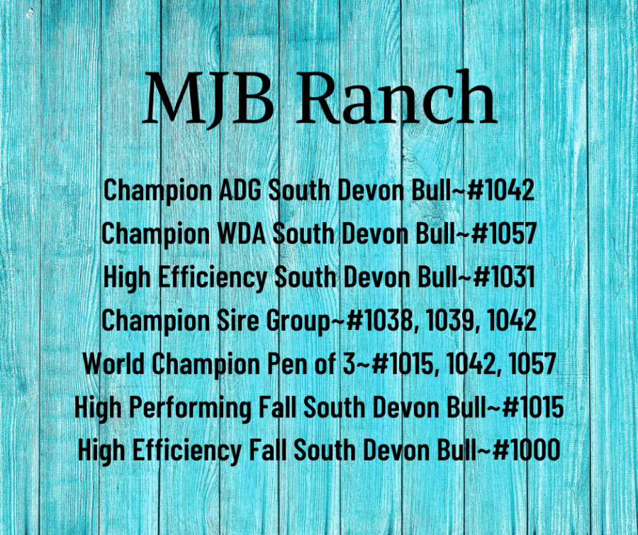 2020 Winners - Midland Bull Test